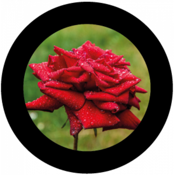 Rose 3 | Prolights